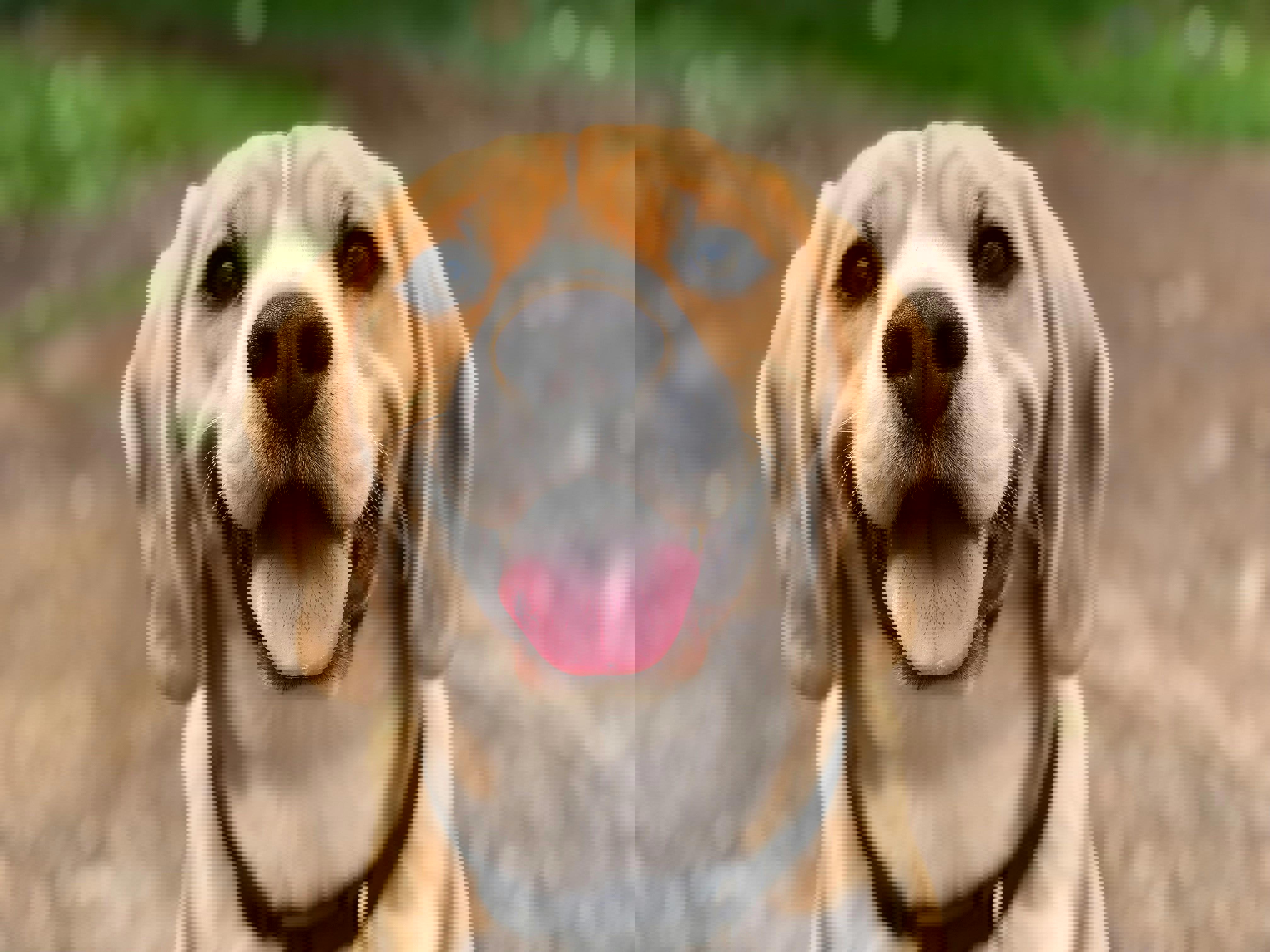 Dog barking | ASB toolkit | noise | Amplius